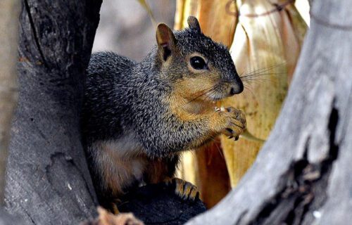 Wildlife Habitat at Descanso Gardens