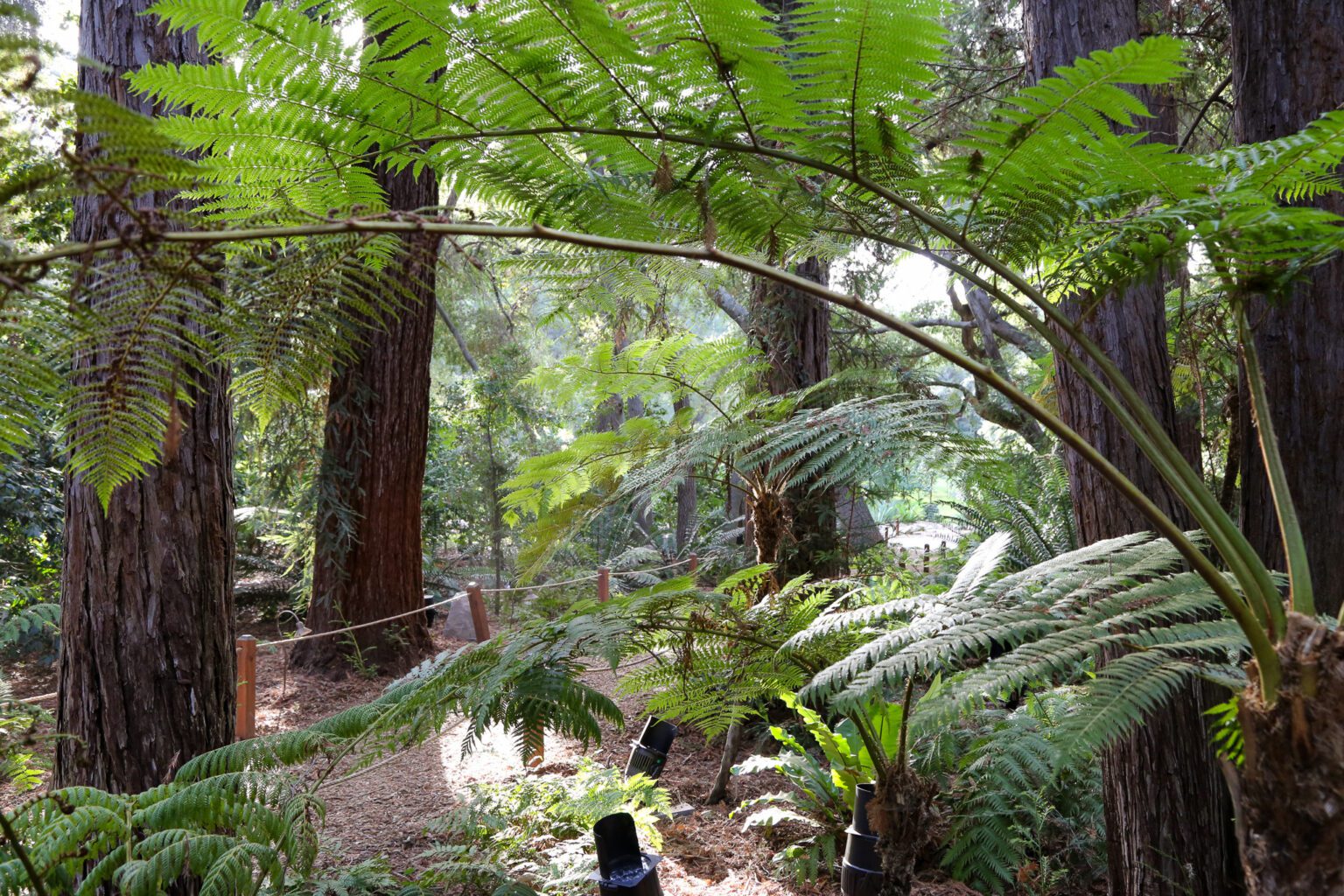 Ancient Forest Walking Meditation - Descanso Gardens